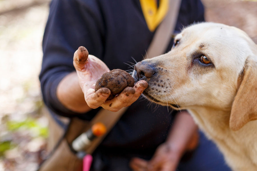 Pure Wild | Buy Truffles Online | Fresh Truffles